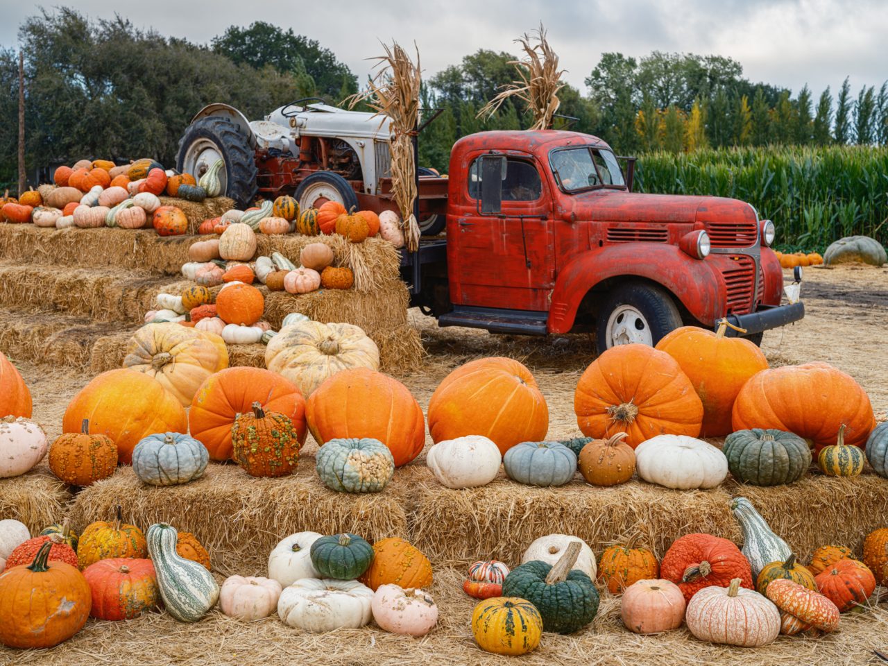 Estos son los 3 mejores pumpkin patches para visitar en otoño en USA ...